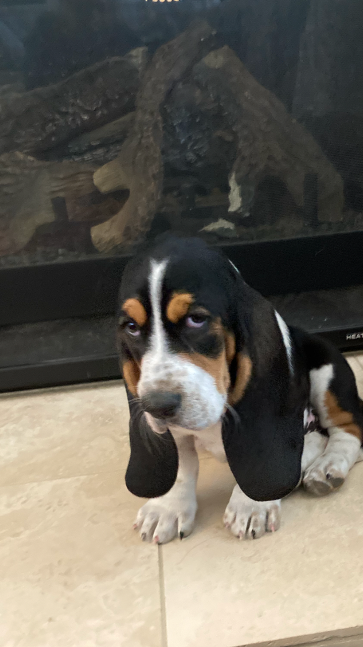 Meet Dr. Torrey - Torrey Dental